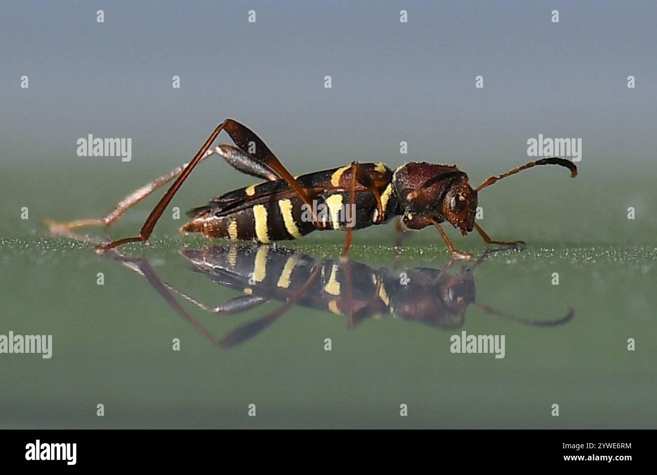 Red-headed Ash Borer (Neoclytus acuminatus Stock Photo - Alamy