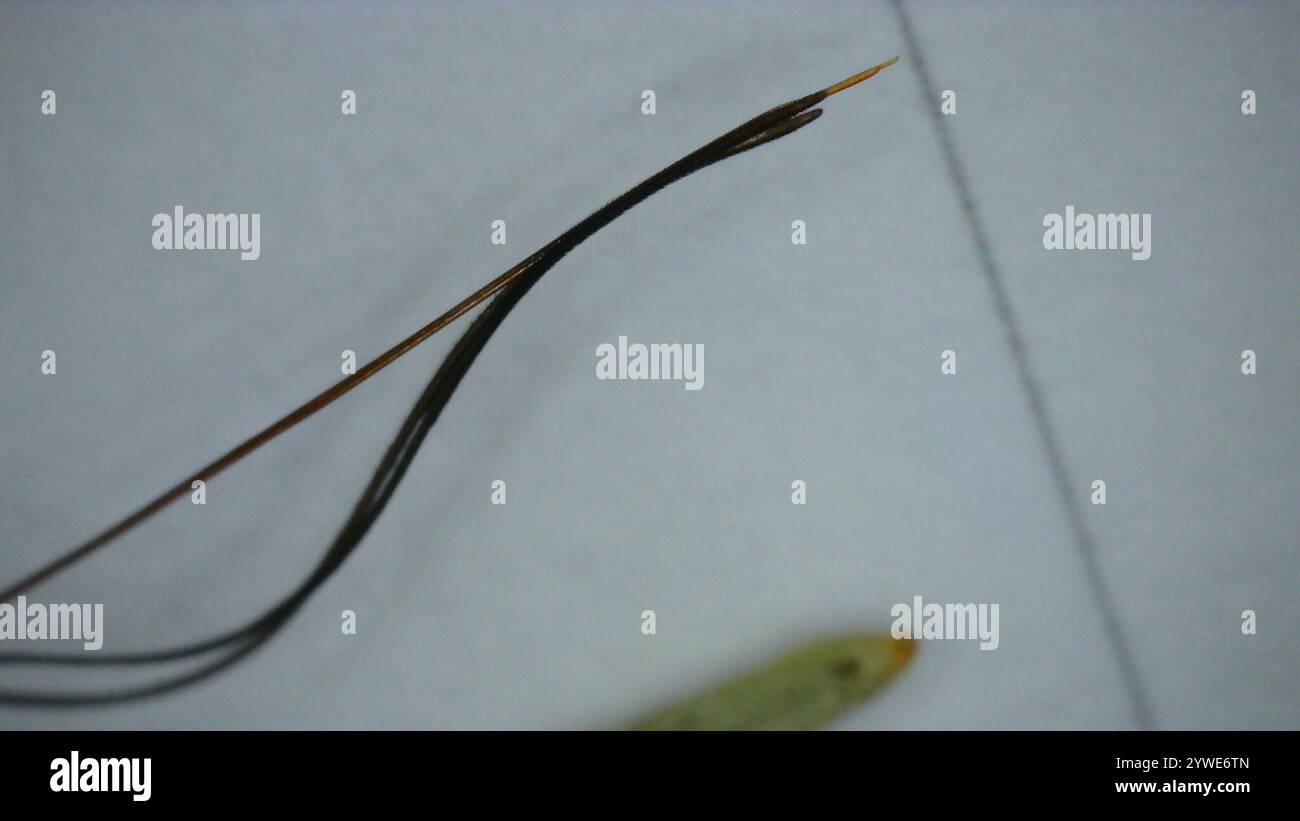 Lissonota hi-res stock photography and images - Alamy