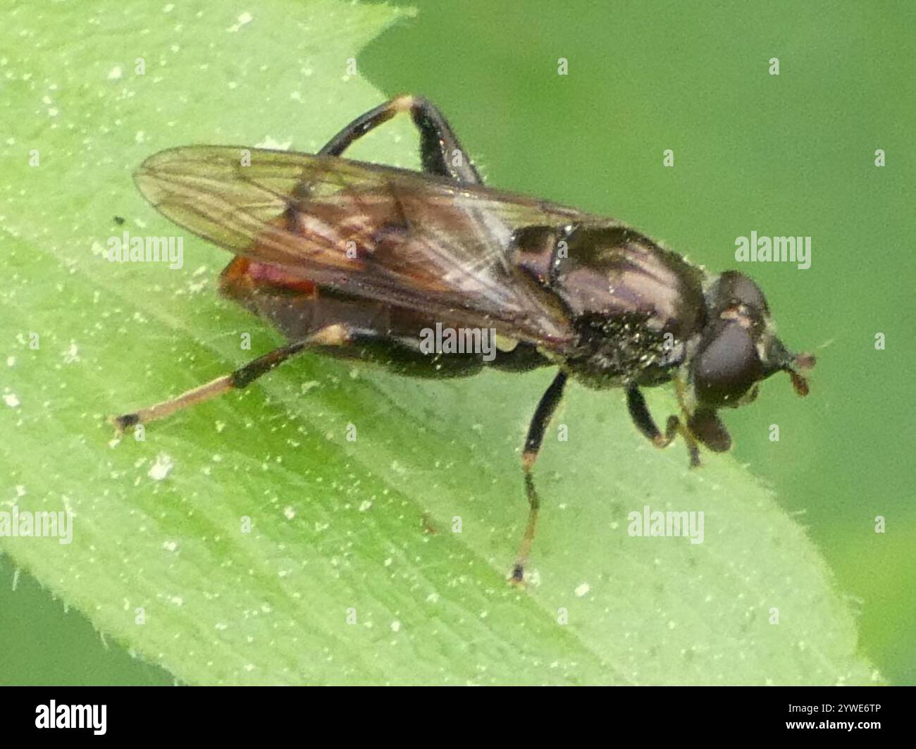 Chalcosyrphus hi-res stock photography and images - Alamy