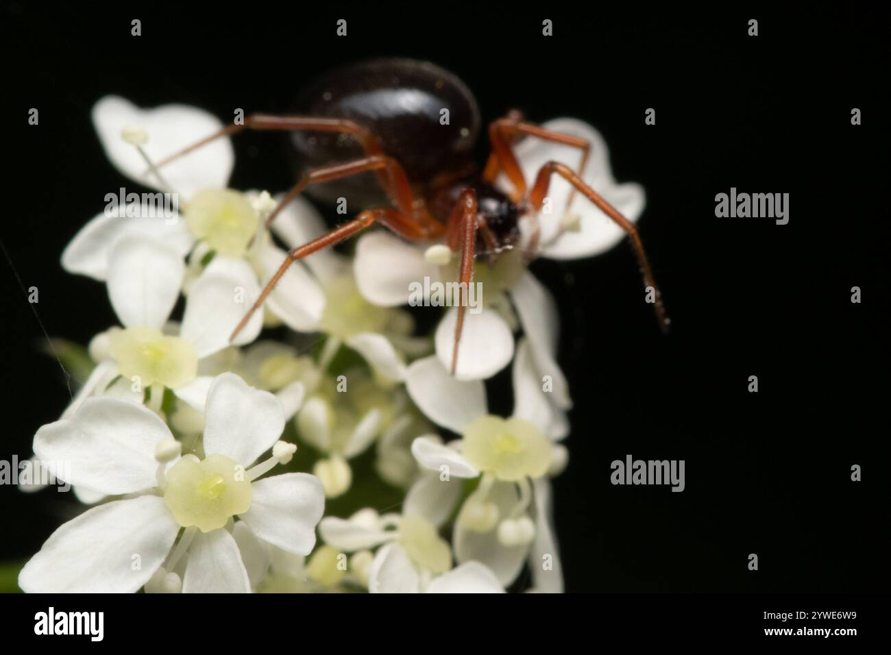 Sheetweb and Dwarf Weavers (Linyphiidae Stock Photo - Alamy