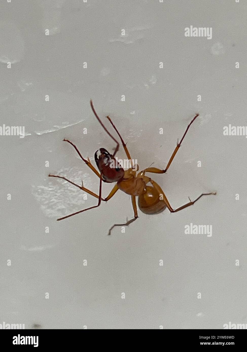 Chestnut Carpenter Ant (Camponotus castaneus Stock Photo - Alamy