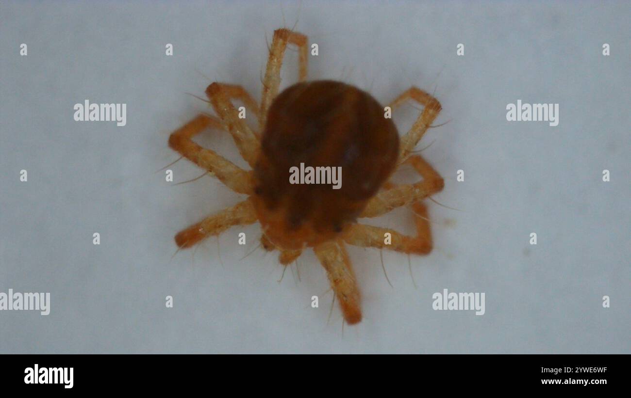 Spider Mites (Tetranychidae Stock Photo - Alamy