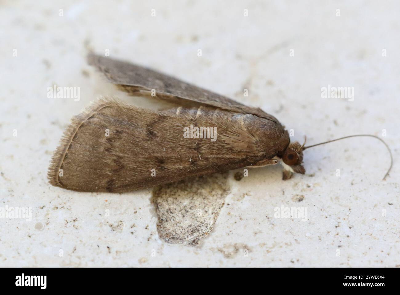 Grass Webworm Moth (Herpetogramma licarsisalis Stock Photo - Alamy