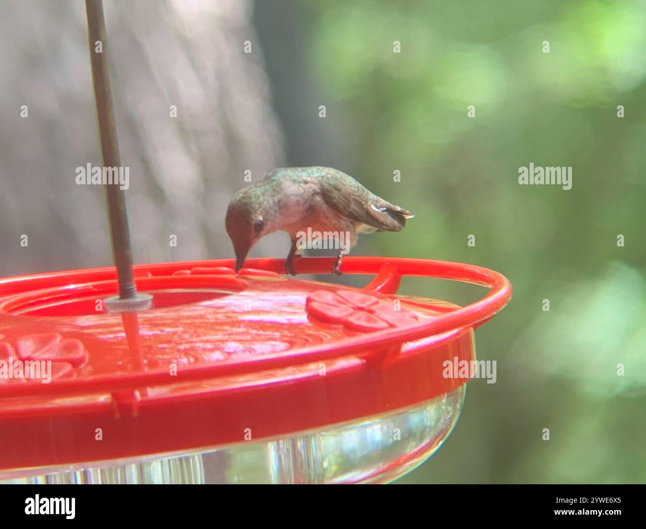 Ruby-throated Hummingbird (Archilochus colubris Stock Photo - Alamy