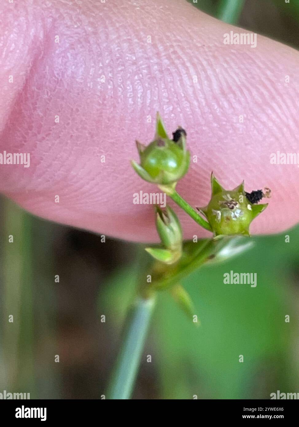 Leathery Rush (Juncus coriaceus Stock Photo - Alamy