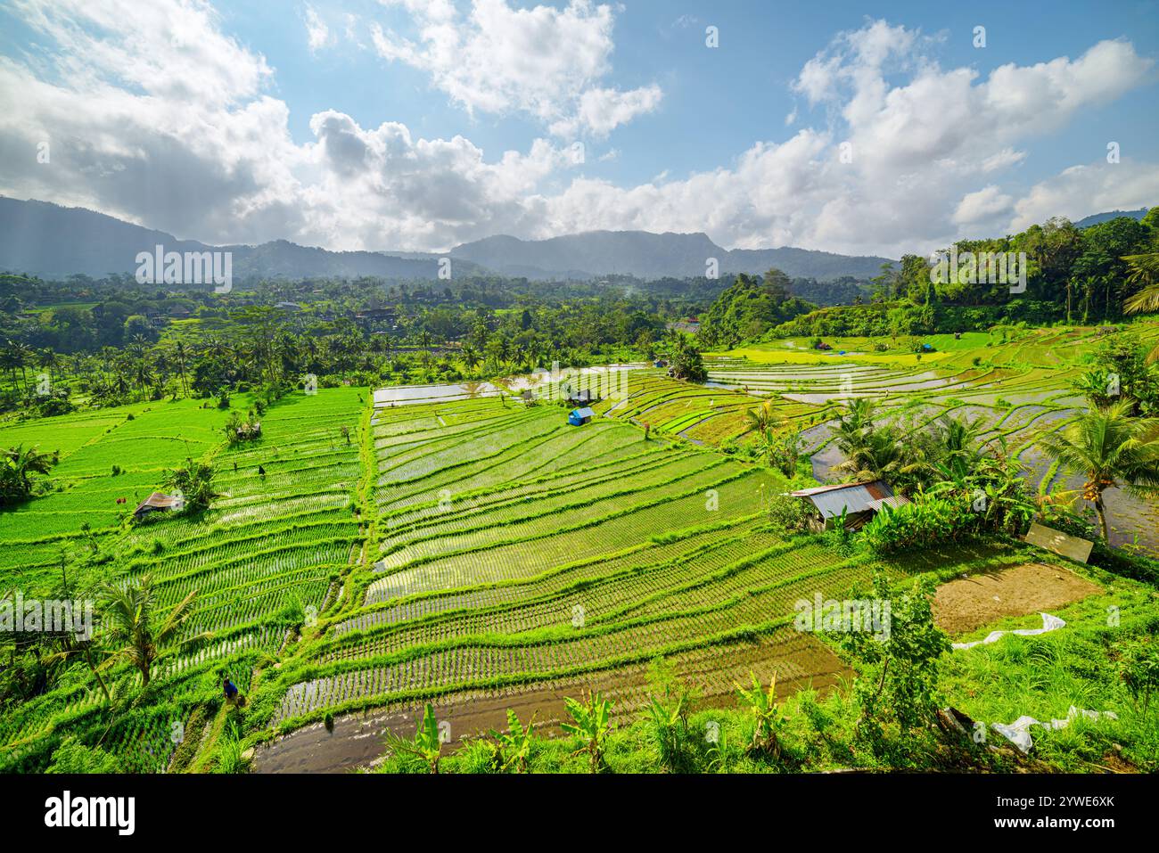 Awesome view of scenic rice terraces in Bali, Indonesia Stock Photo - Alamy