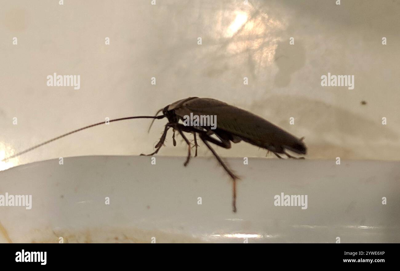 Dusky Cockroach (Ectobius lapponicus Stock Photo - Alamy