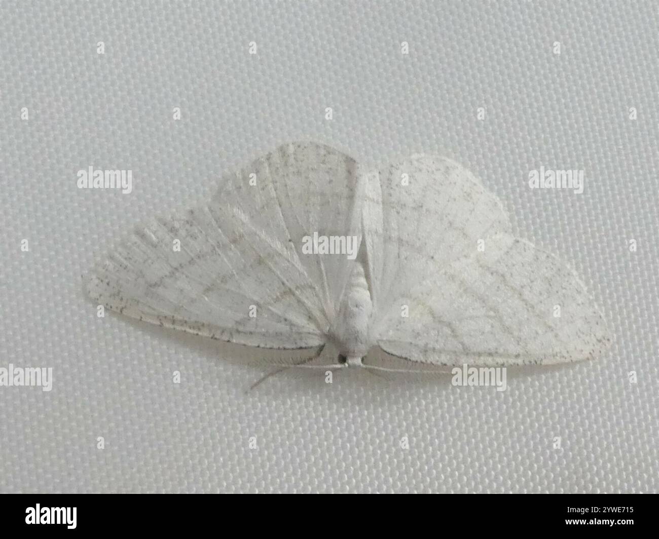 Common White Wave (Cabera pusaria Stock Photo - Alamy