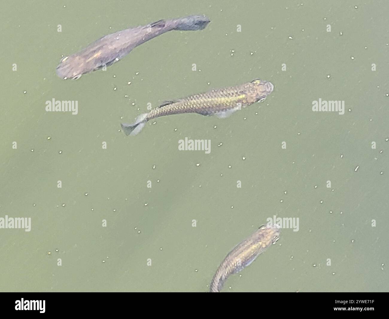 Western Mosquitofish (Gambusia affinis Stock Photo - Alamy
