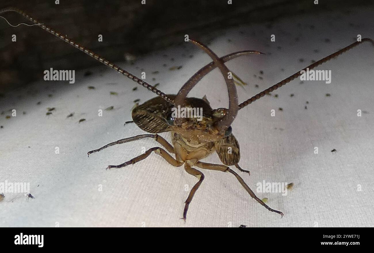 Eastern Dobsonfly (Corydalus cornutus Stock Photo - Alamy