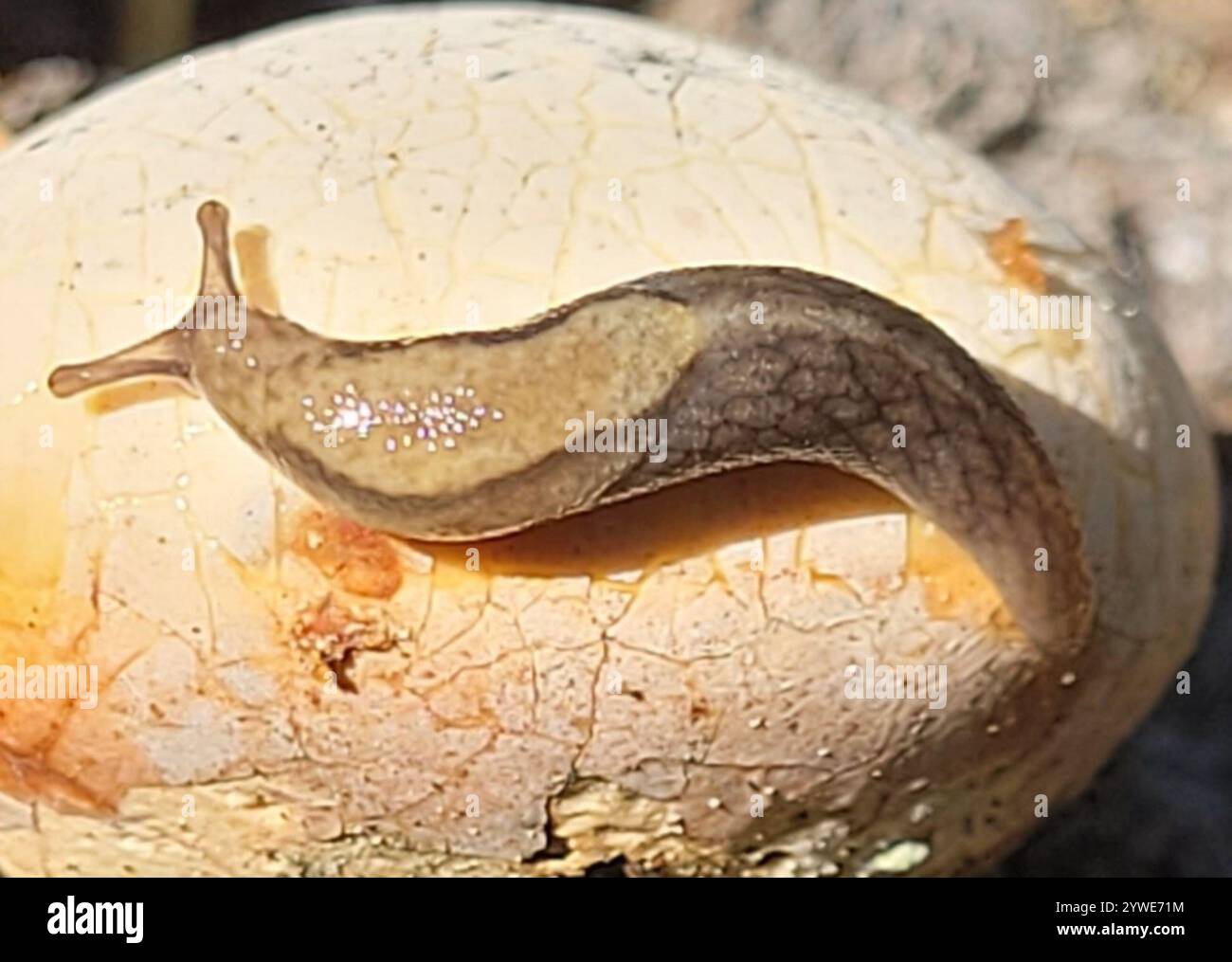 Reticulate Taildropper (Prophysaon andersonii Stock Photo - Alamy