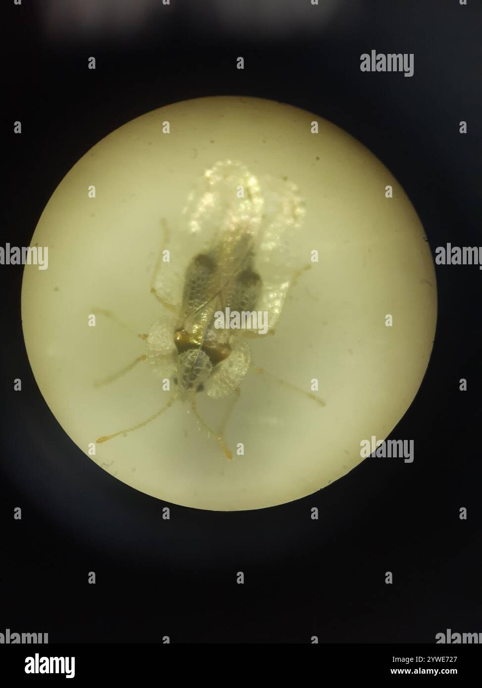 Eastern Sycamore Lace Bug (Corythucha ciliata Stock Photo - Alamy