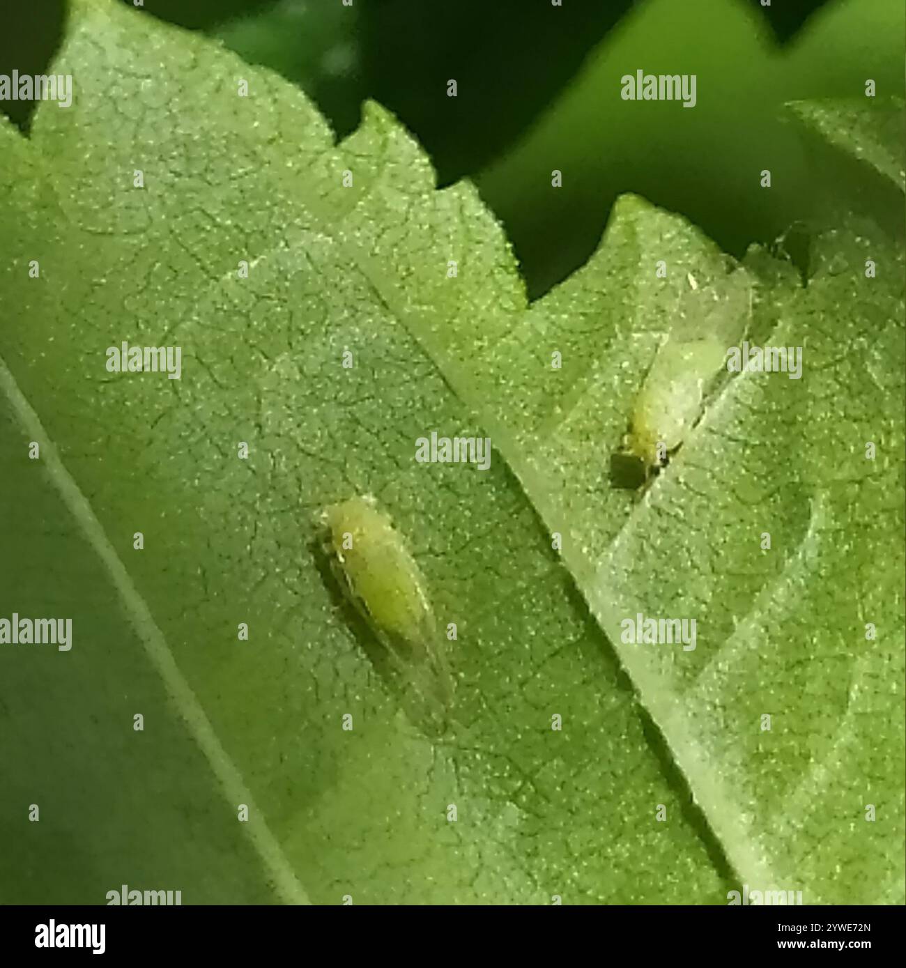 jumping plant lice (Psyllidae Stock Photo - Alamy