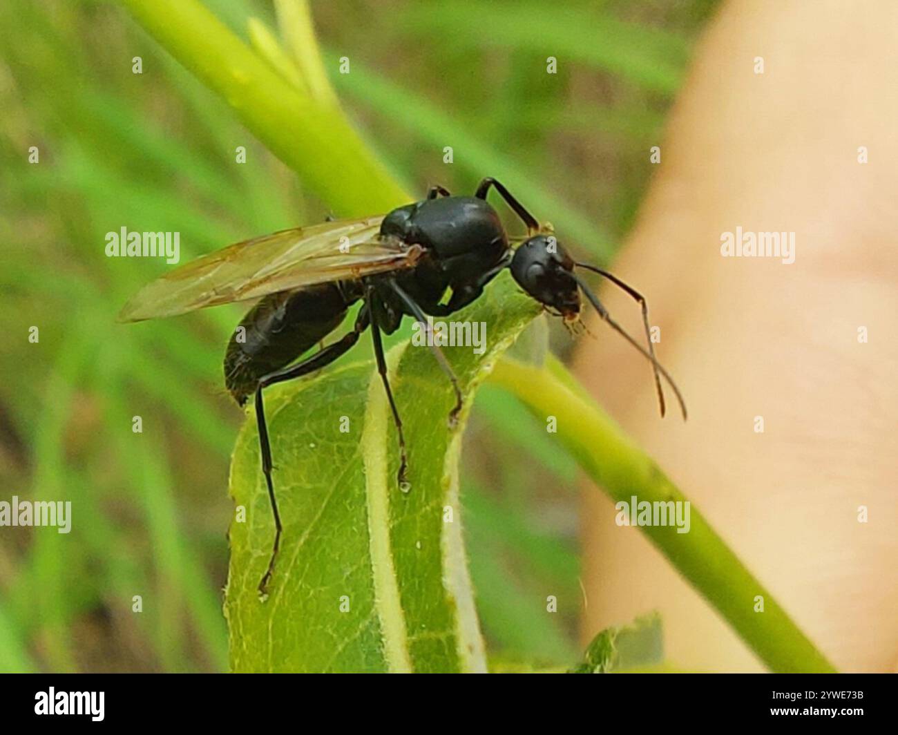 Black carpenter ant camponotus pennsylvanicus hi-res stock photography ...