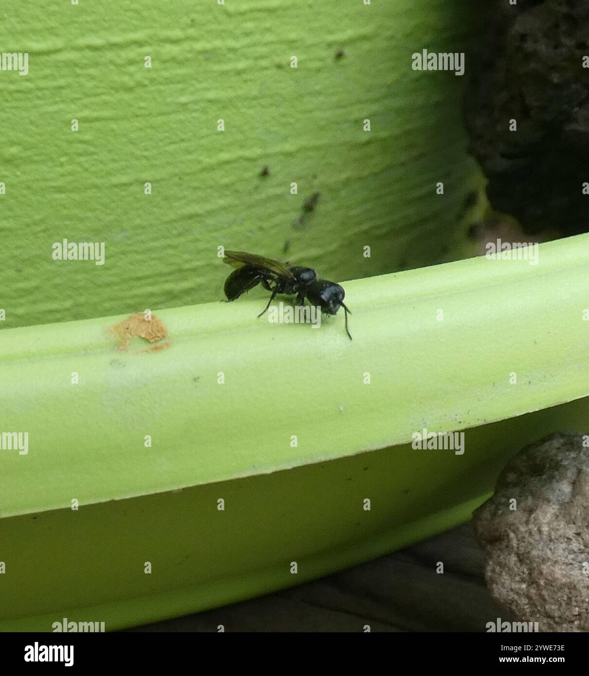 Bees and Apoid Wasps (Apoidea Stock Photo - Alamy