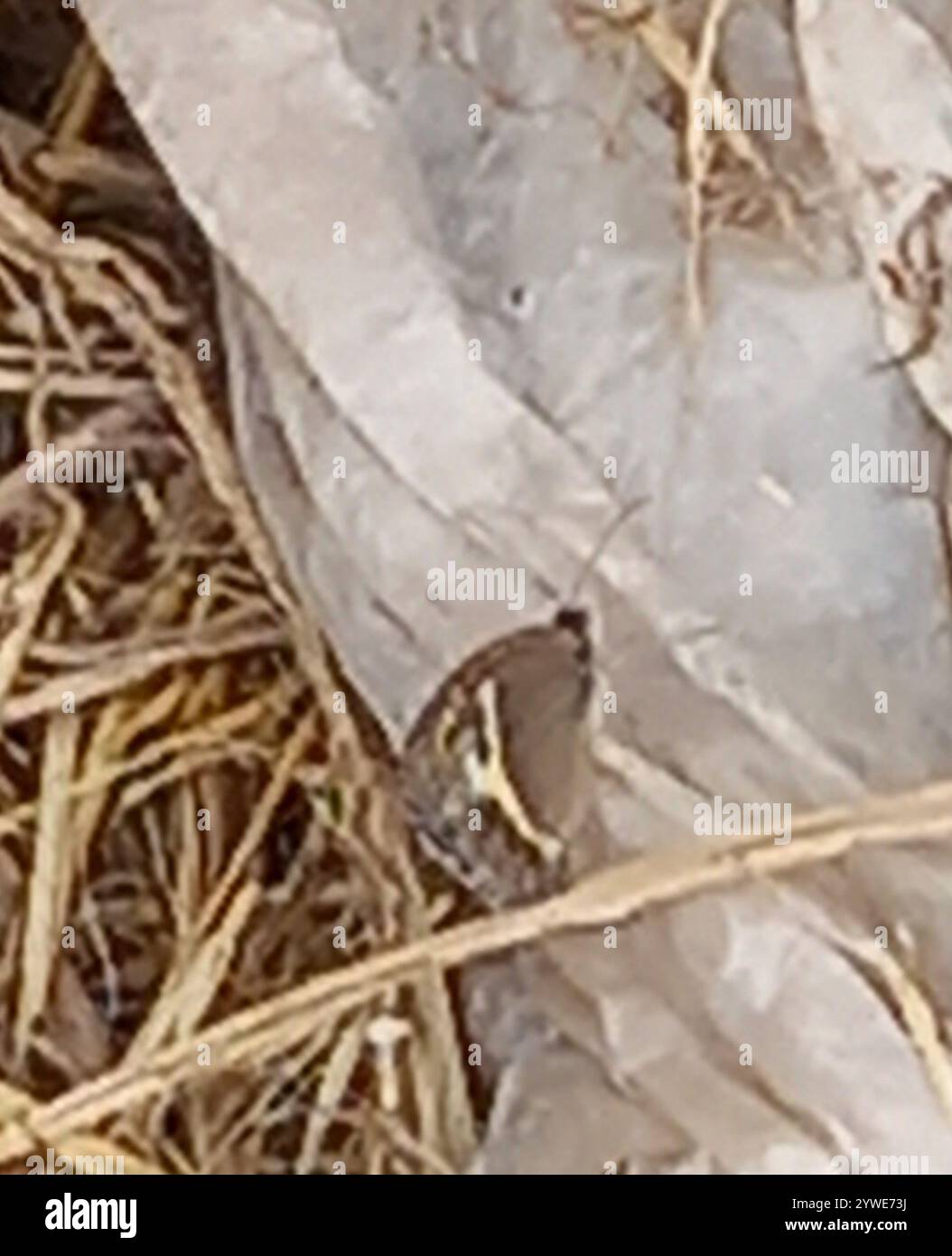 Spanish Gatekeeper (Pyronia bathseba Stock Photo - Alamy