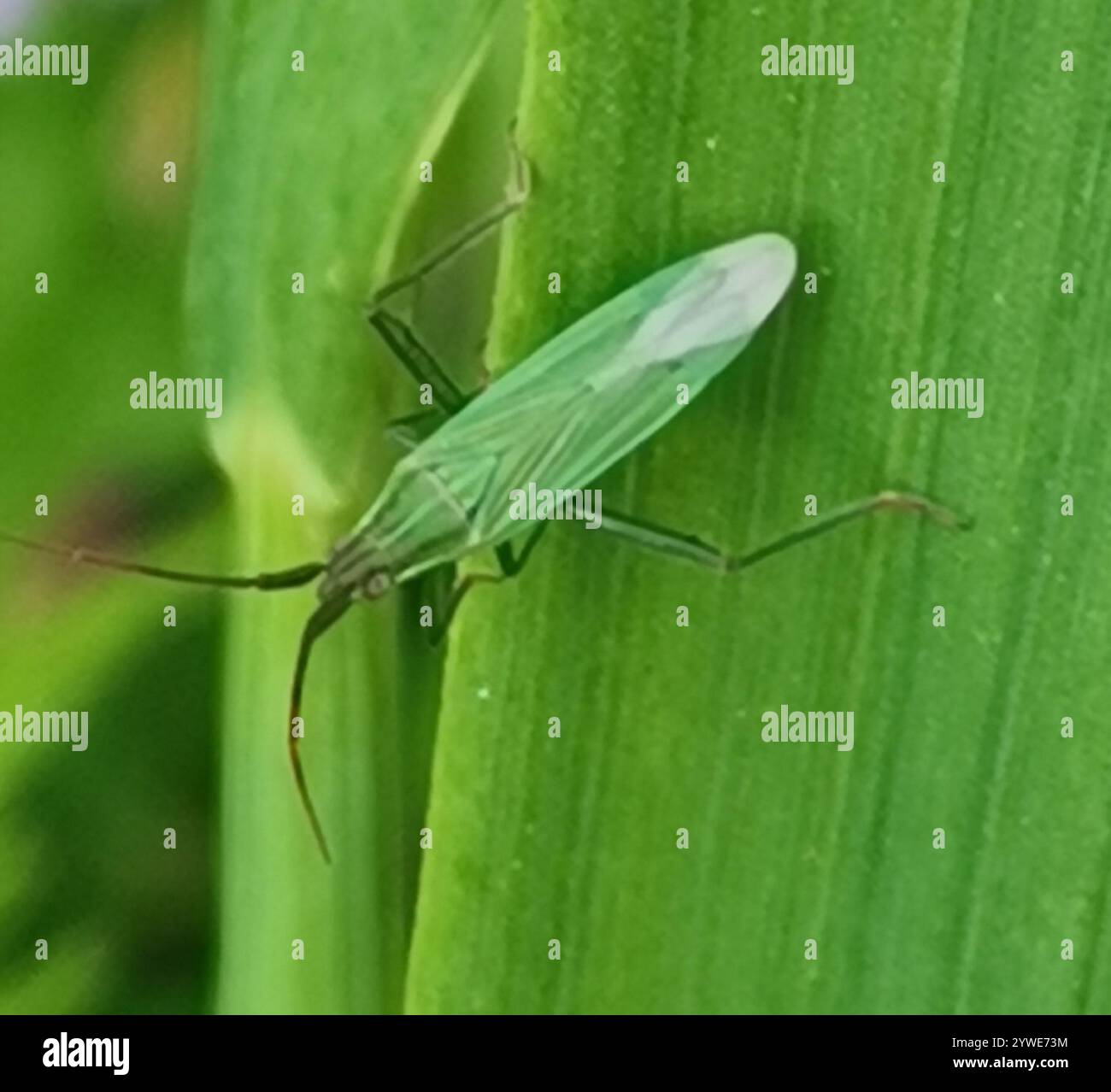 Two-spined Grass Bug (Stenodema calcarata Stock Photo - Alamy