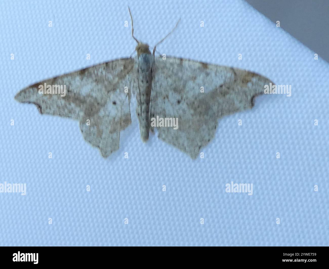 Sharp-angled Peacock Moth (Macaria alternata Stock Photo - Alamy