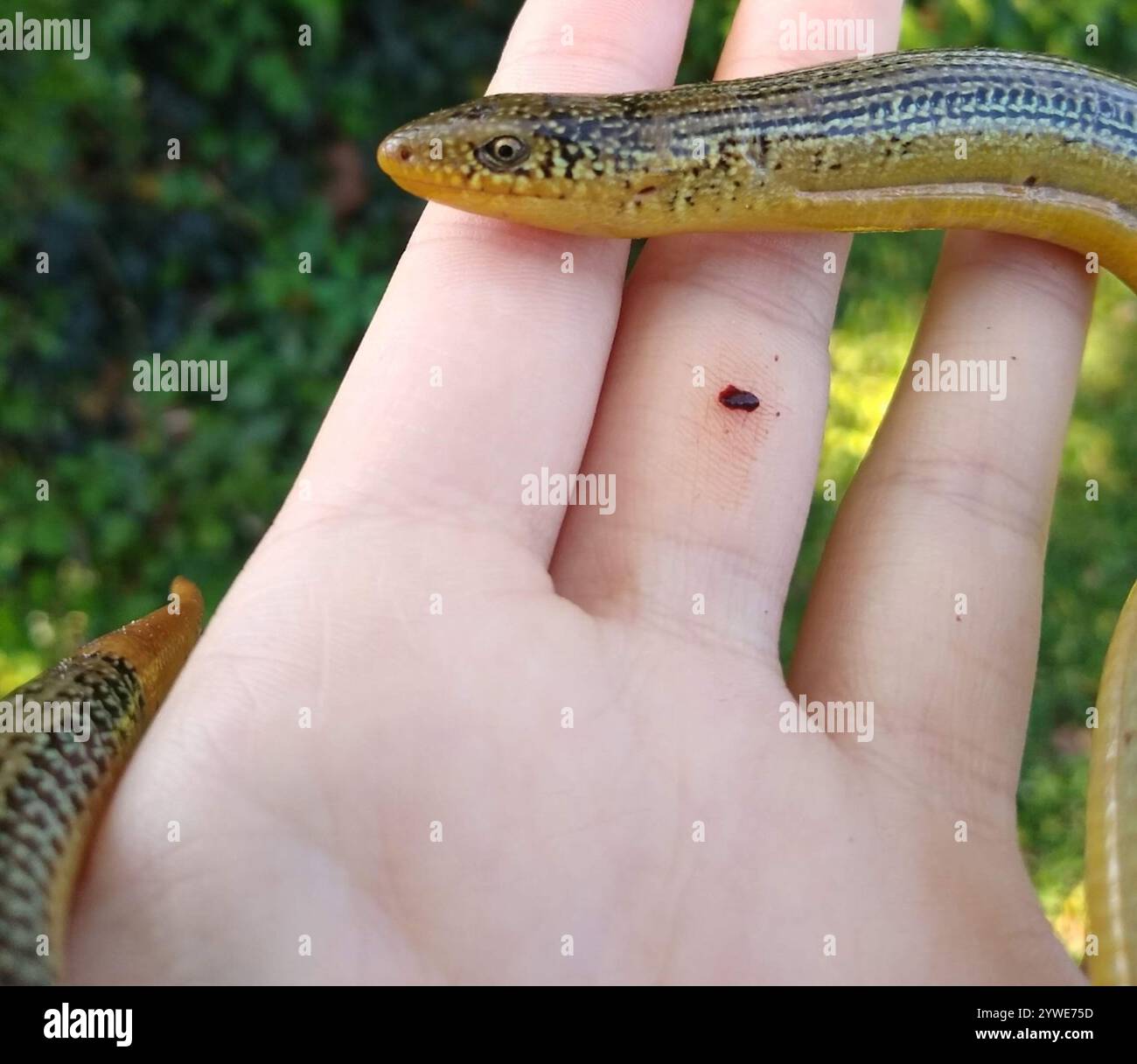 Eastern Glass Lizard (Ophisaurus ventralis Stock Photo - Alamy