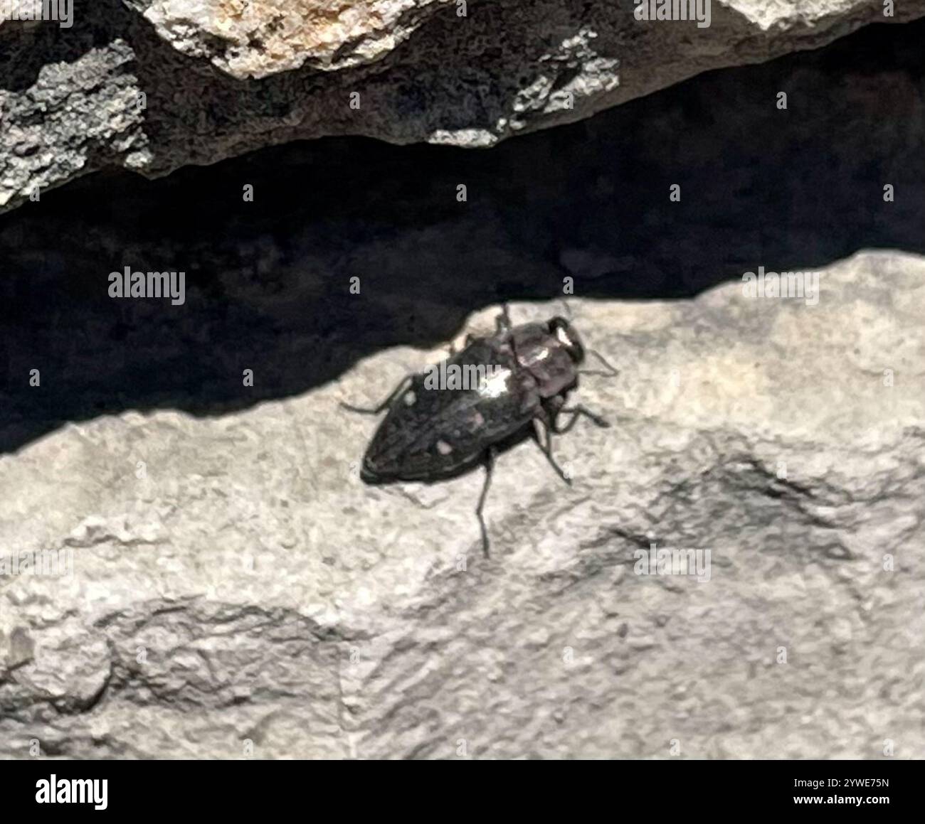 Gold pit oak splendour beetle hi-res stock photography and images - Alamy