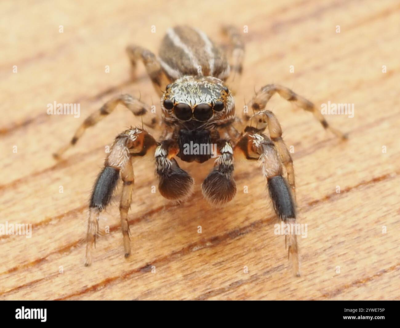 Four-lined Slender Jumping Spider (Marpissa lineata Stock Photo - Alamy