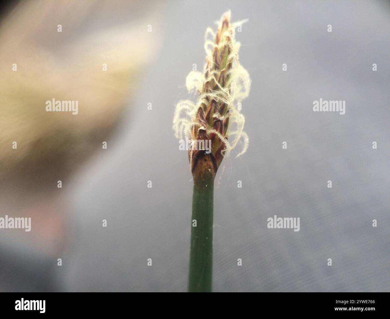 common spikerush (Eleocharis palustris Stock Photo - Alamy