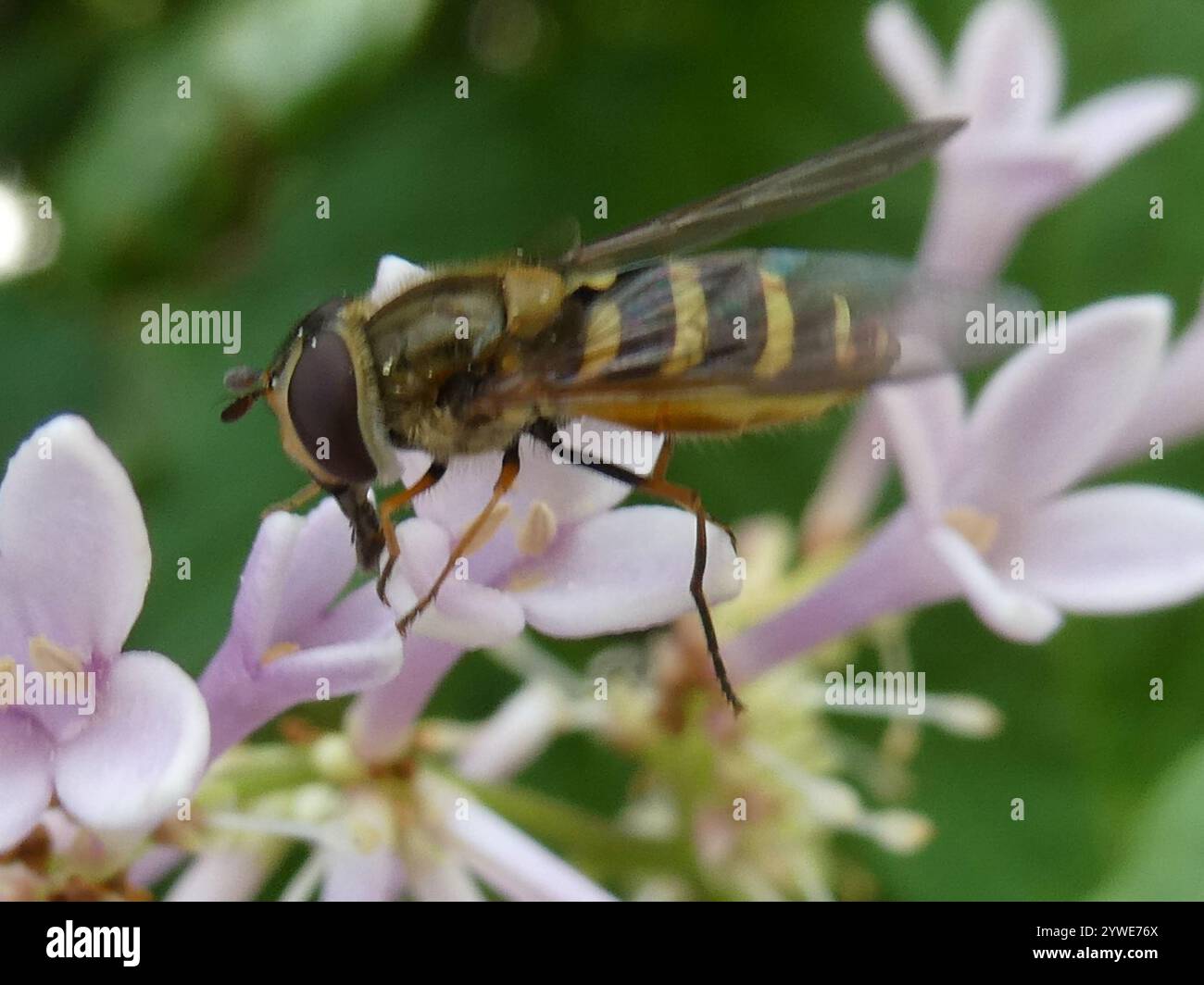 Common Flower Flies (Syrphus Stock Photo - Alamy