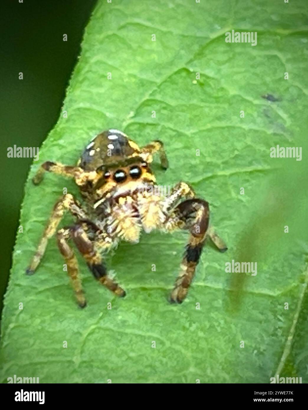 Golden Jumping Spider (Paraphidippus aurantius Stock Photo - Alamy