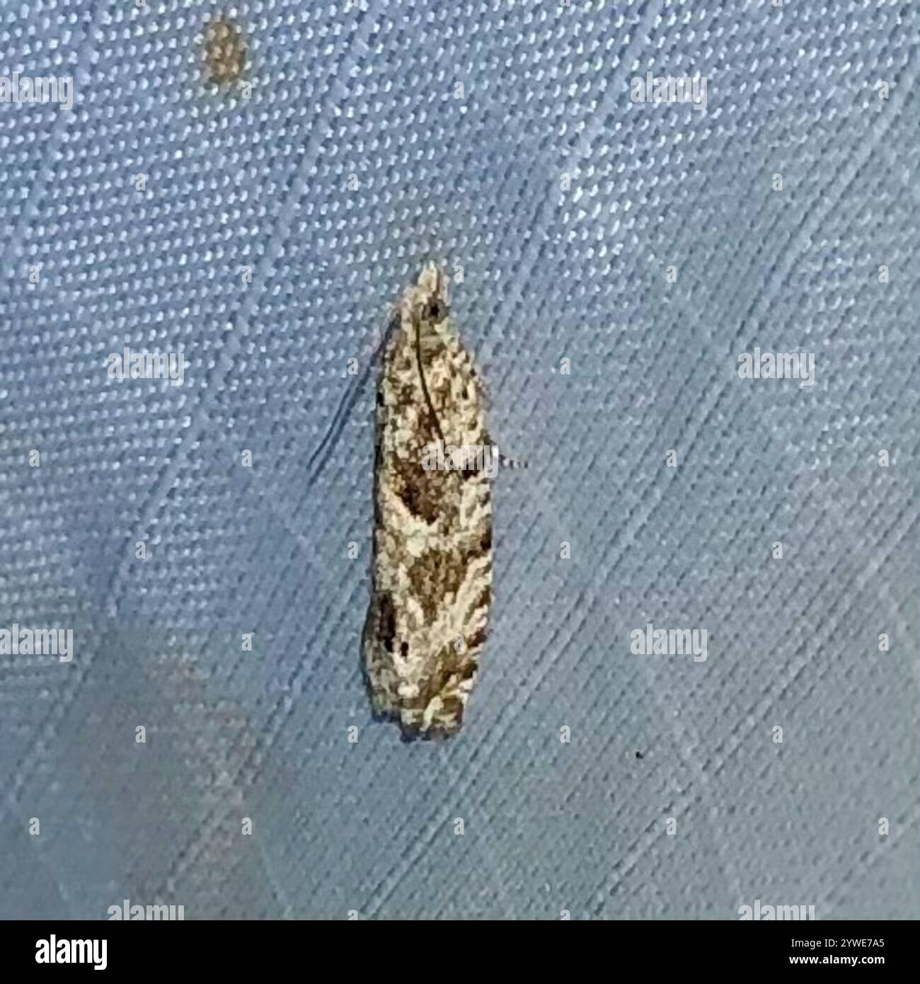 Maple Trumpet Skeletonizer Moth (Catastega aceriella Stock Photo - Alamy