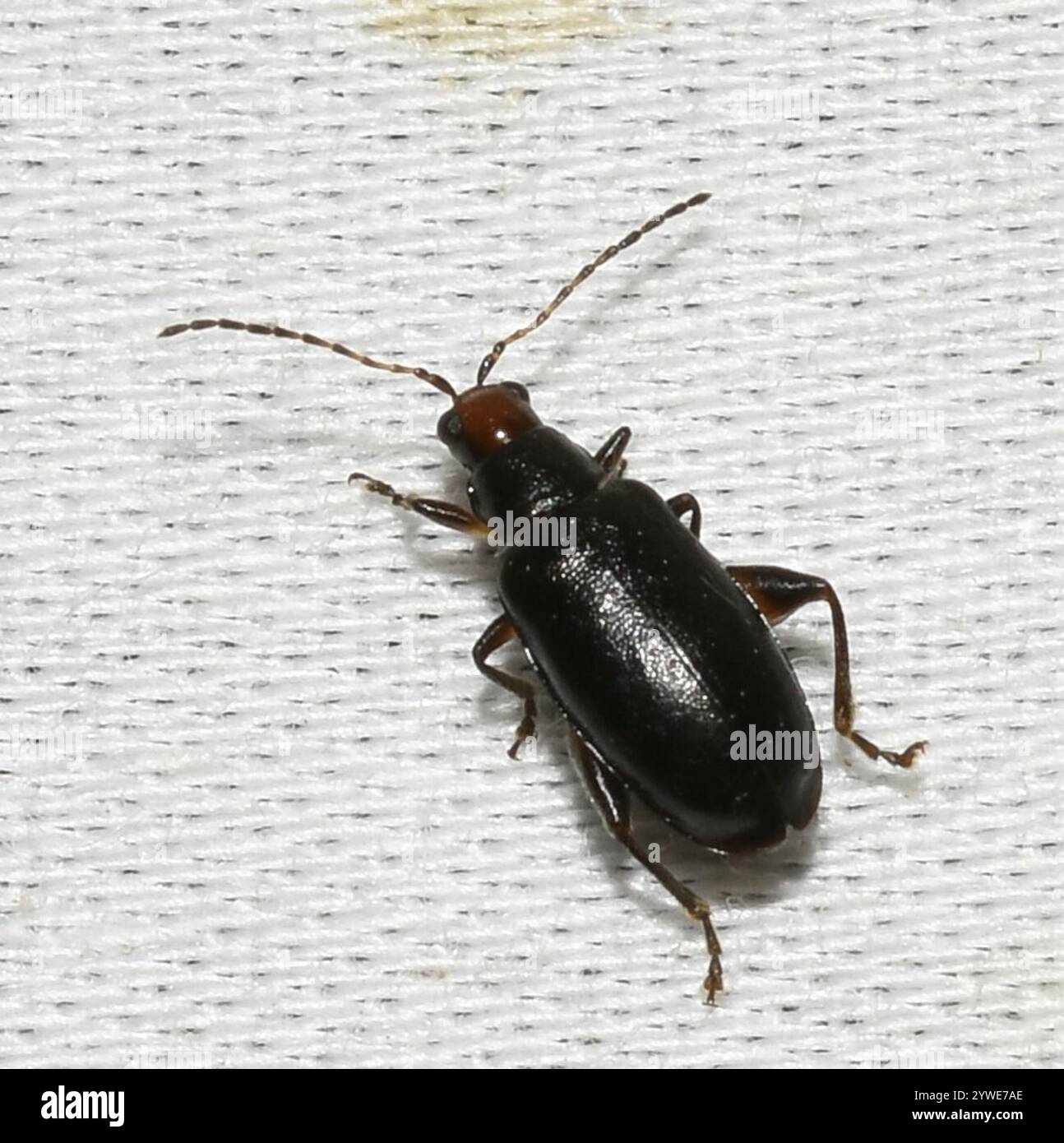 Red-headed flea beetle (Systena frontalis Stock Photo - Alamy