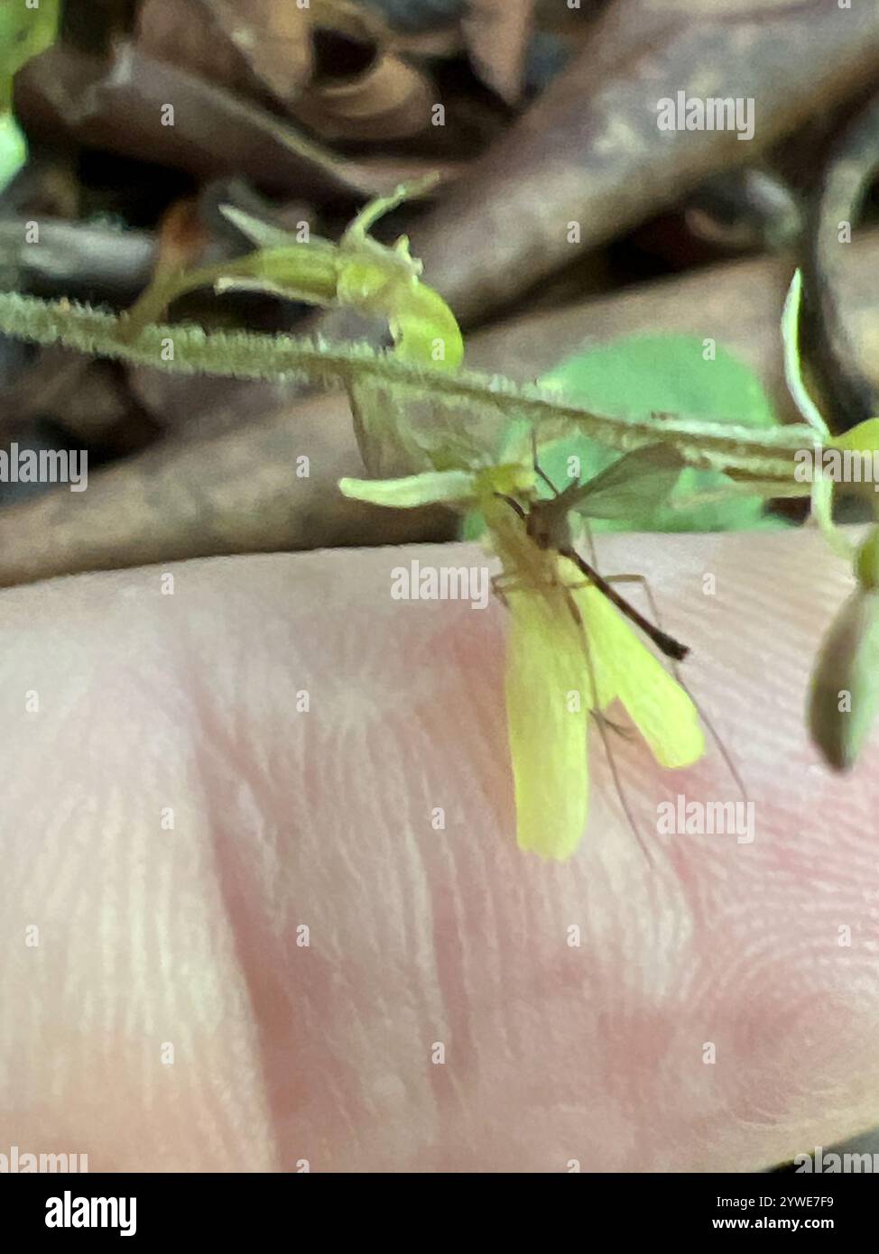Kidneyleaf hi-res stock photography and images - Alamy