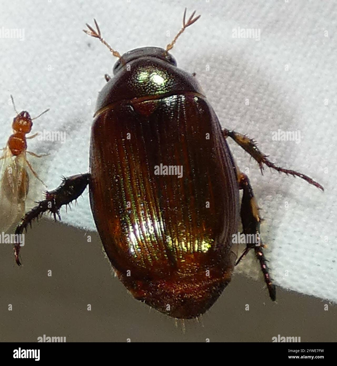 Margined Shining Leaf Chafer (Callistethus marginatus Stock Photo - Alamy