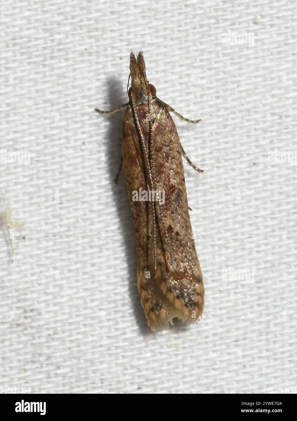 Palmerworm Moth (Dichomeris ligulella Stock Photo - Alamy