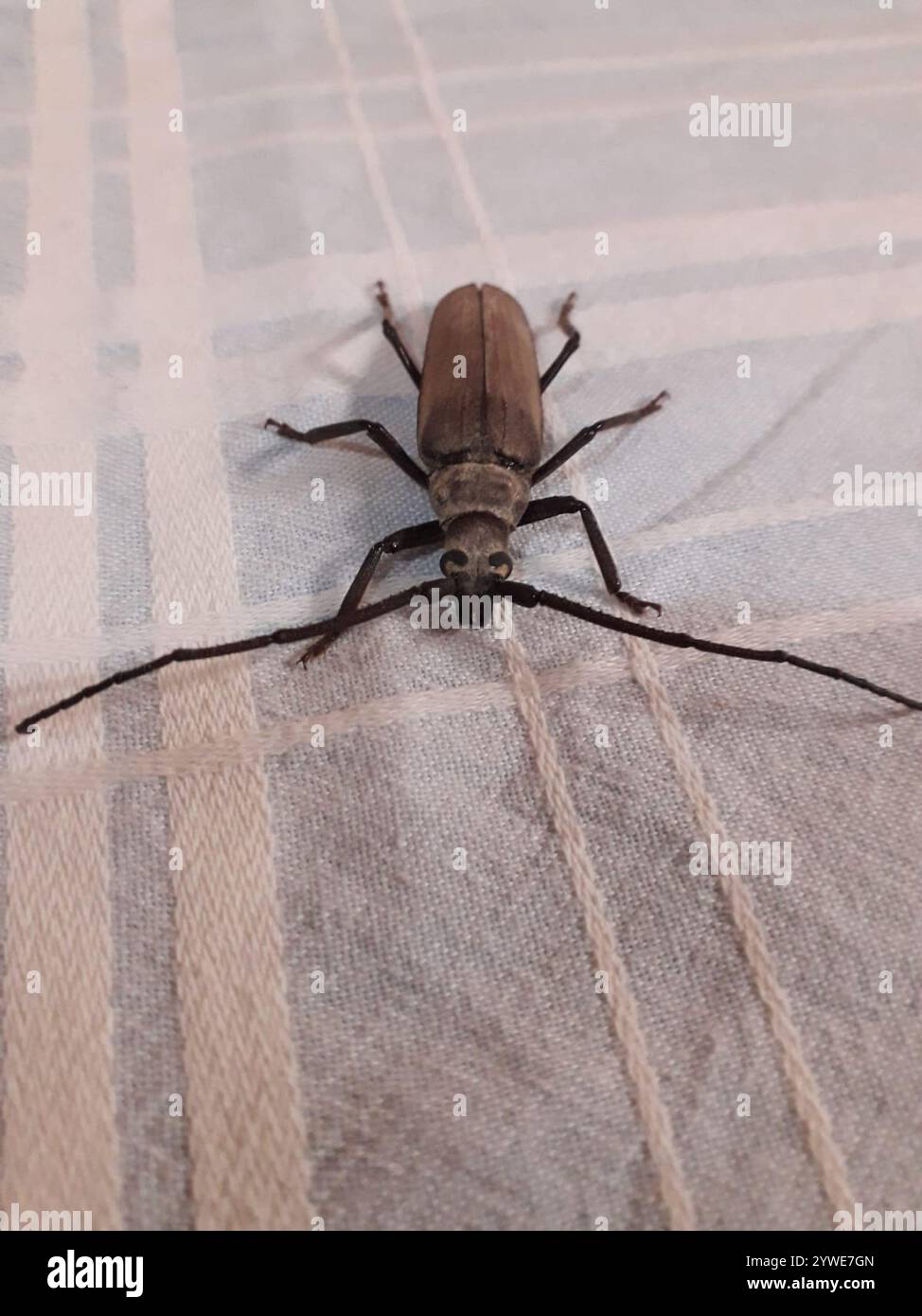 grain support beetle (Aegosoma scabricorne Stock Photo - Alamy