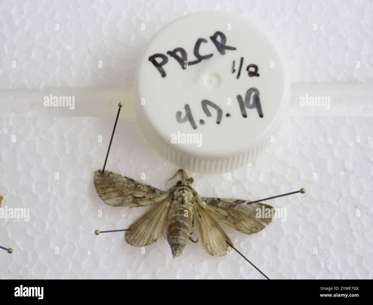 Laugher Moth (Charadra deridens Stock Photo - Alamy