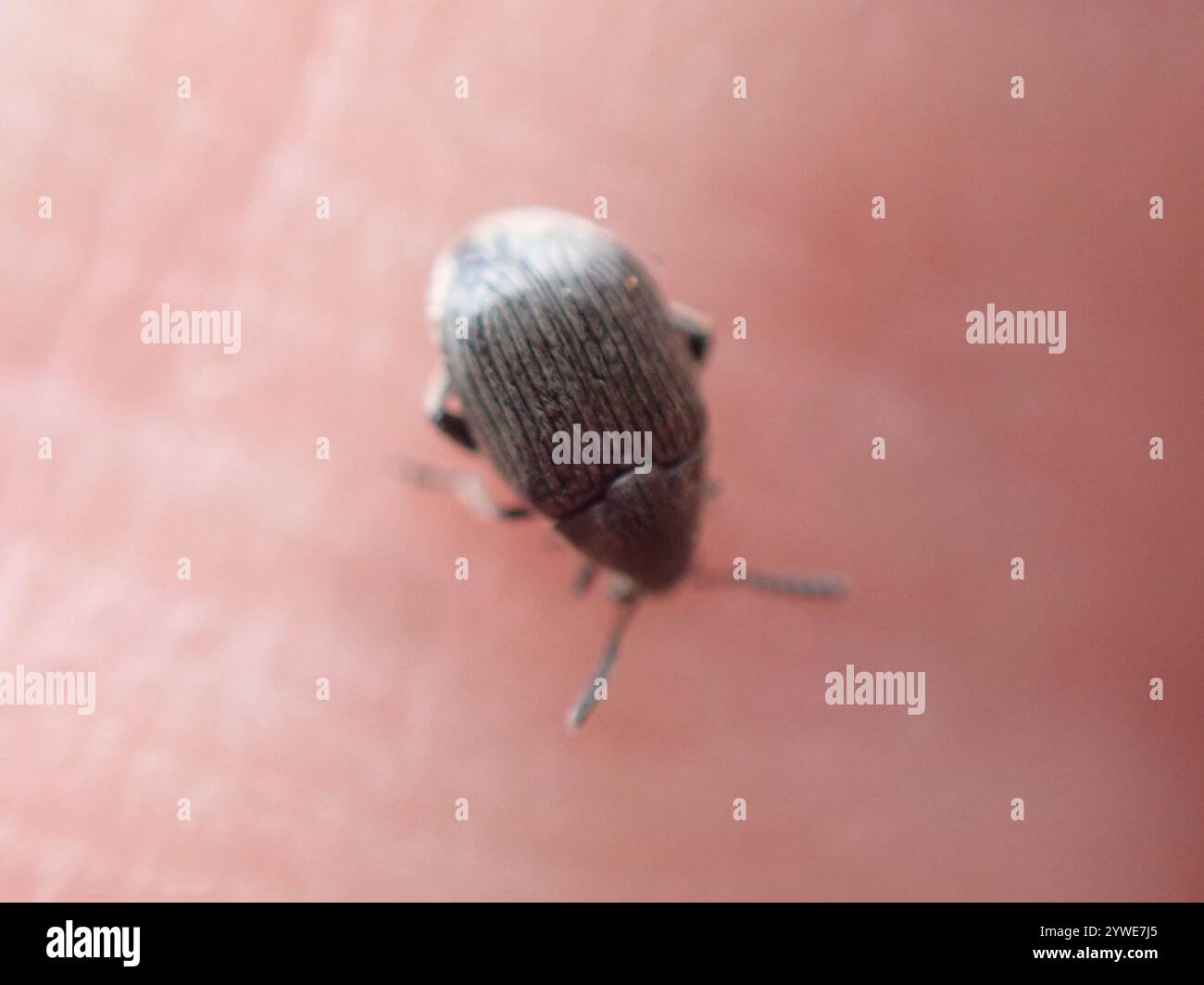 Broom Seed Beetle (Bruchidius villosus Stock Photo - Alamy