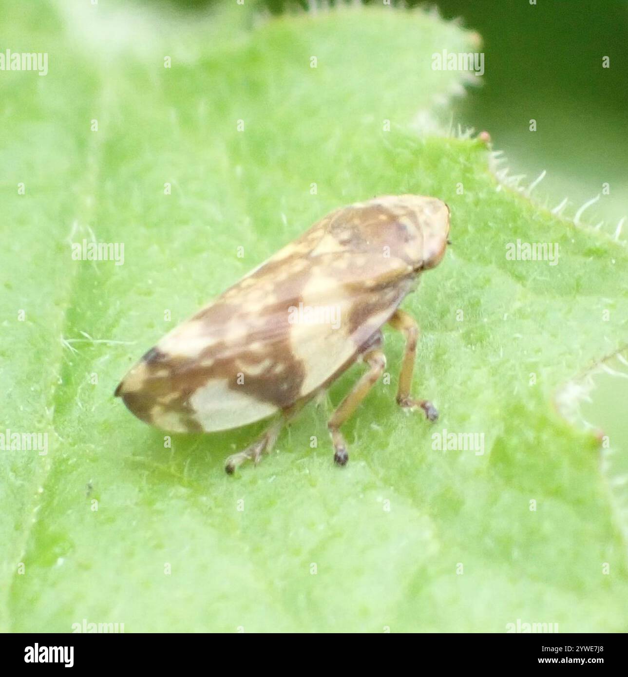 Meadow Spittlebug (Philaenus spumarius Stock Photo - Alamy