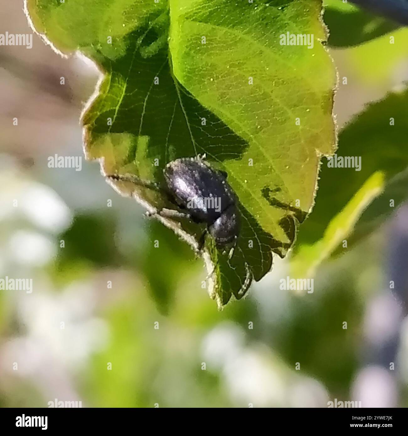 Western Grape Rootworm (Bromius obscurus Stock Photo - Alamy