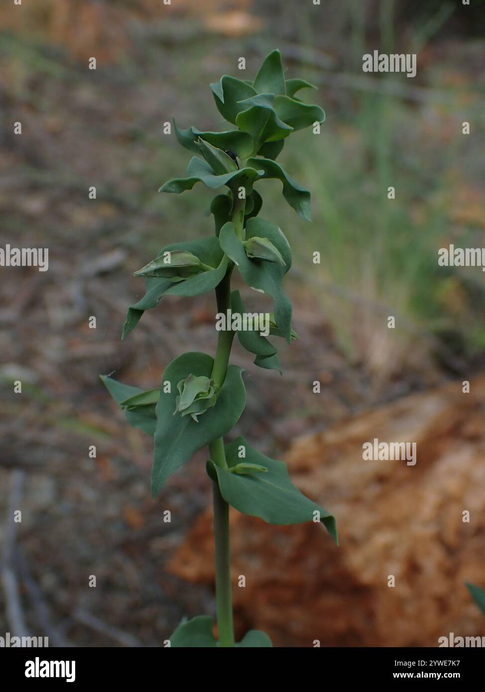 Balkan toadflax (Linaria dalmatica Stock Photo - Alamy