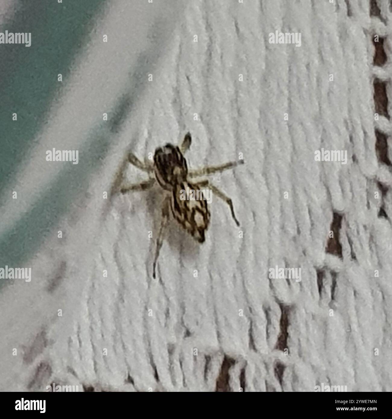 Jumping Spiders (Salticidae Stock Photo - Alamy