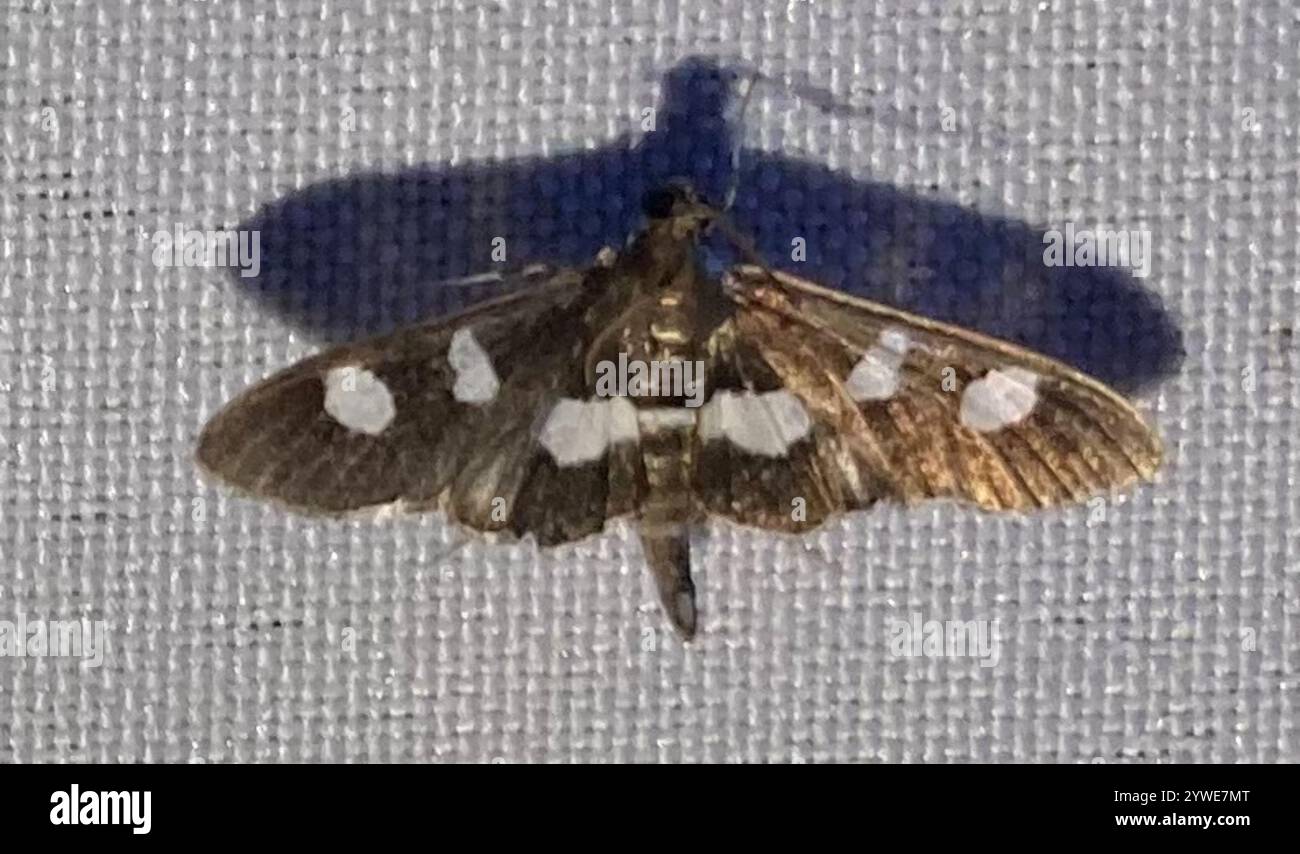 Leaffolder moth hi-res stock photography and images - Alamy