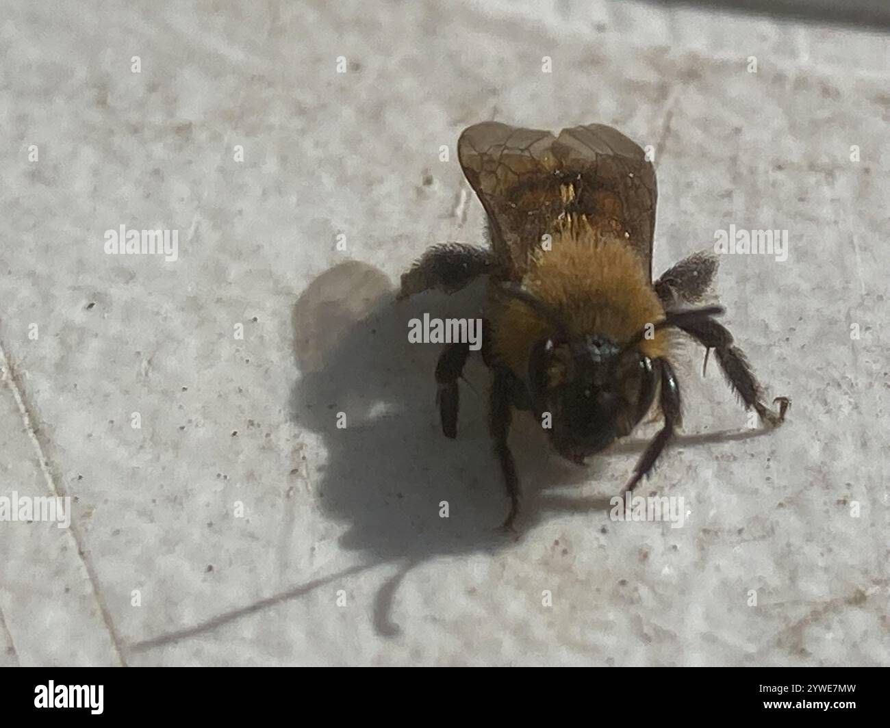 Mining Bees (Andrena Stock Photo - Alamy