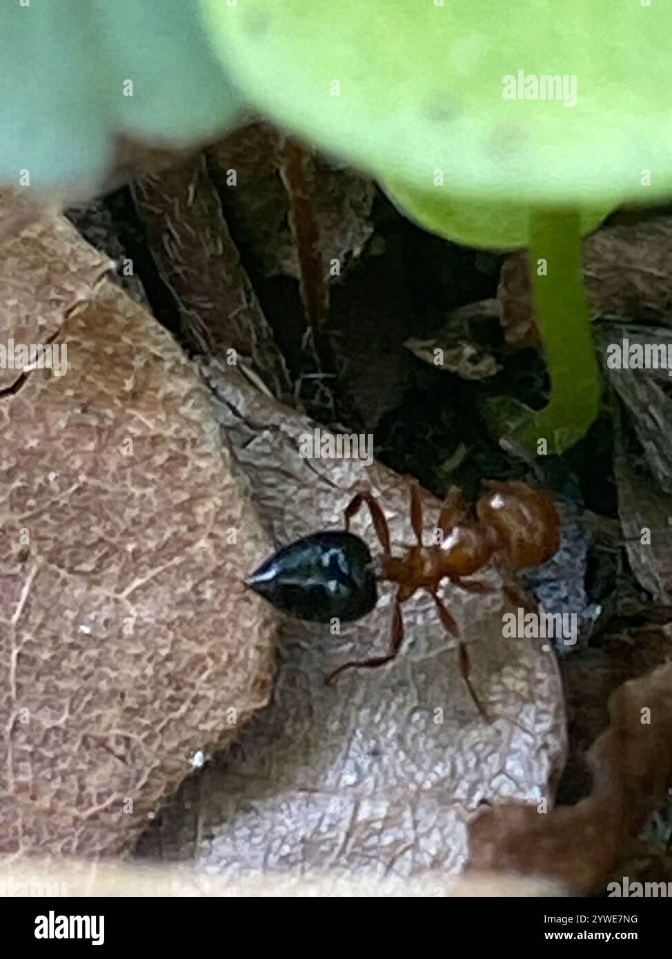 Shiny Acrobat Ant (Crematogaster laeviuscula Stock Photo - Alamy