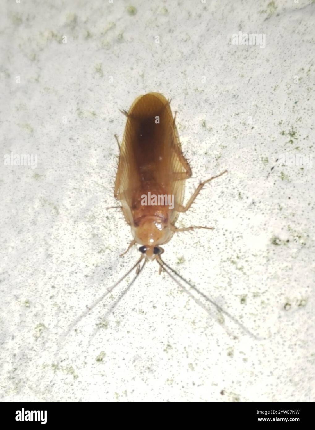 Virginia Wood Cockroach (Parcoblatta virginica Stock Photo - Alamy