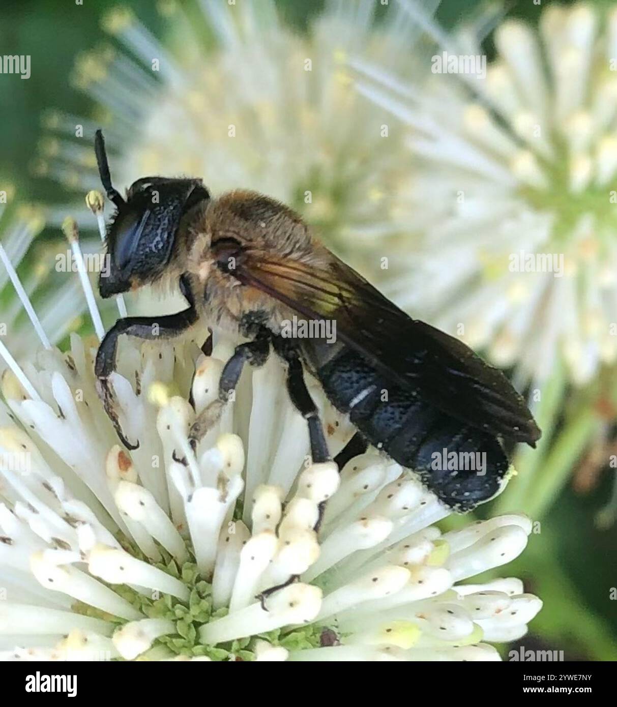 Sculptured Resin Bee (Megachile sculpturalis Stock Photo - Alamy