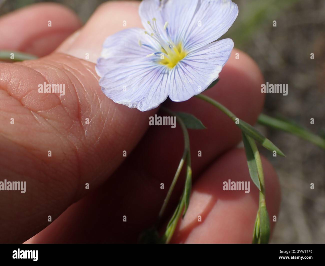 Lewis flax (Linum lewisii Stock Photo - Alamy