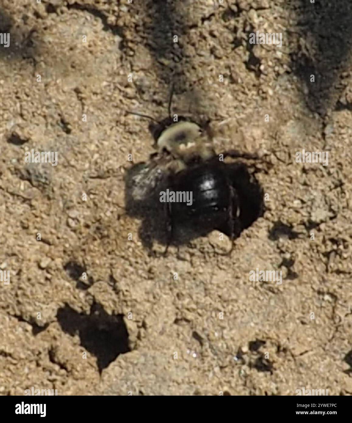 Abrupt Digger Bee (Anthophora abrupta Stock Photo - Alamy