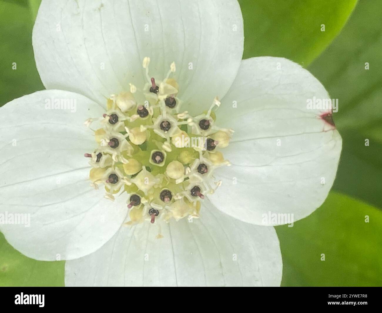 Canadian bunchberry (Cornus canadensis Stock Photo - Alamy