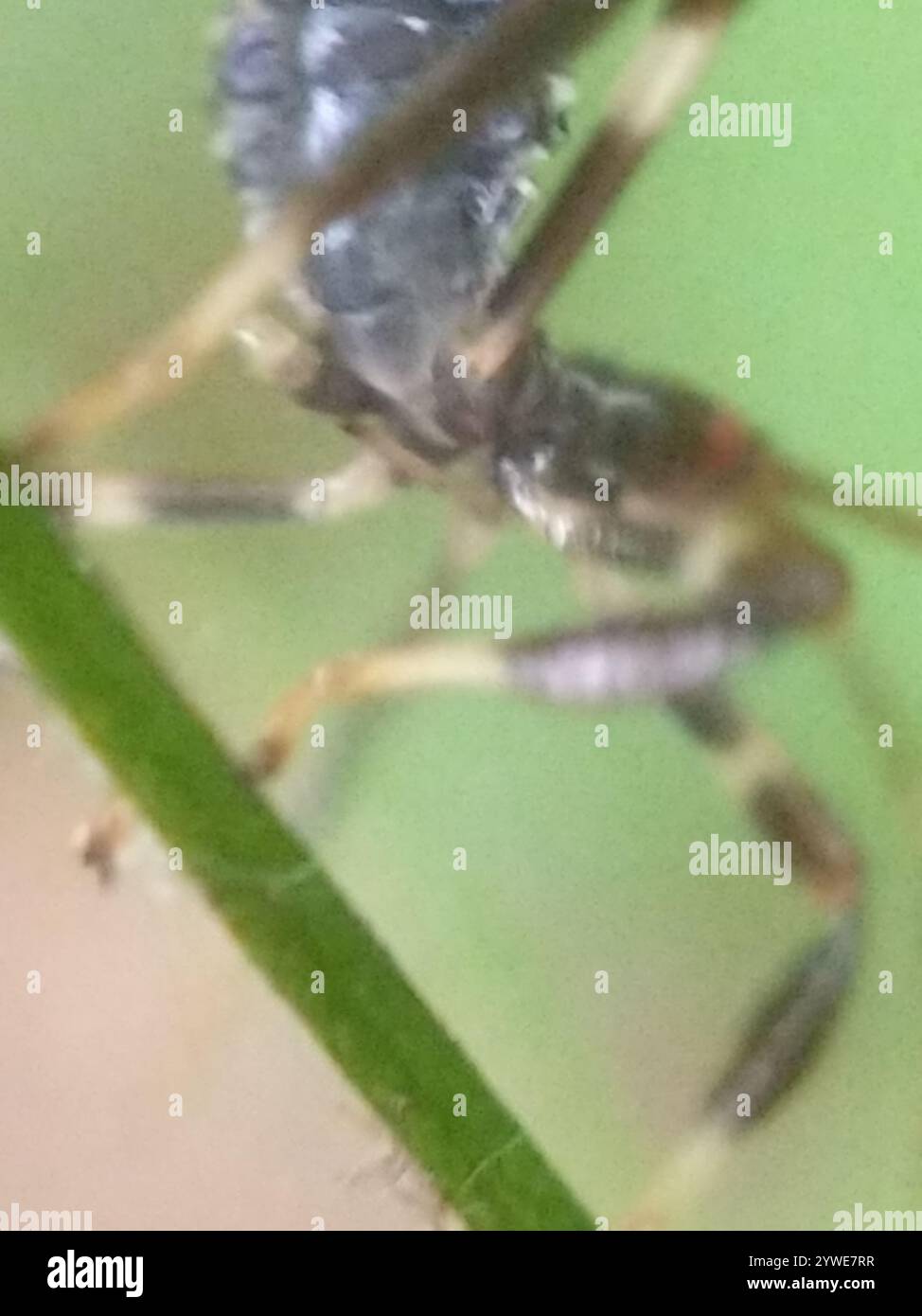 Spine-headed Bugs (Acanthocephala Stock Photo - Alamy