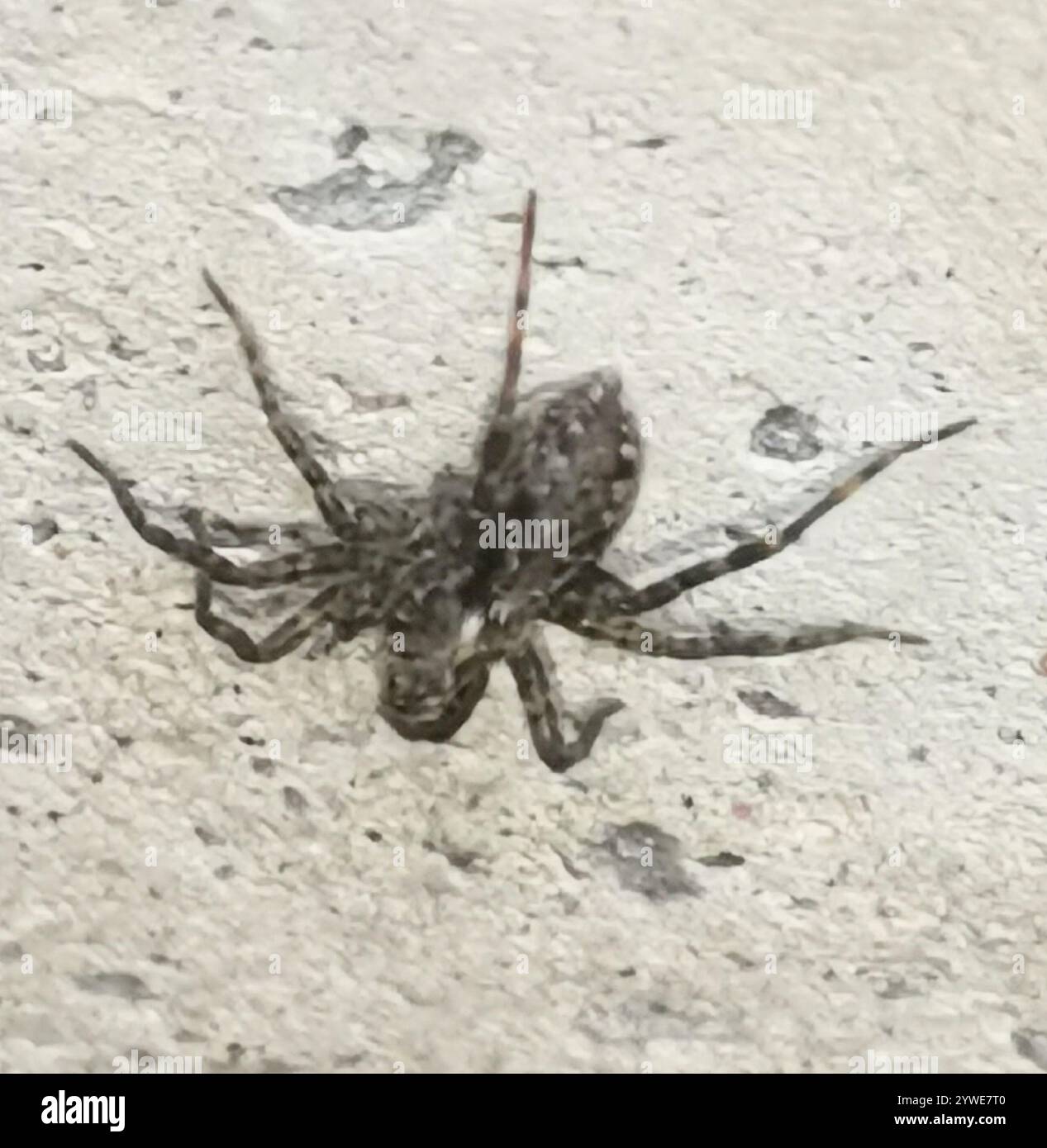 Wolf Spiders and Allies (Lycosoidea Stock Photo - Alamy